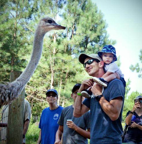 Photos: Ostrich Encounters at Robbins Ranch | Gallery | thepilot.com
