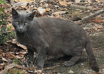 Found Cat, Grey Cat in Southern Pines | Pets | thepilot.com