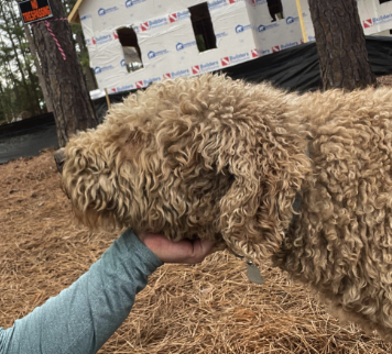 Found Dog, Goldendoodle in Pinehurst | Pets | thepilot.com