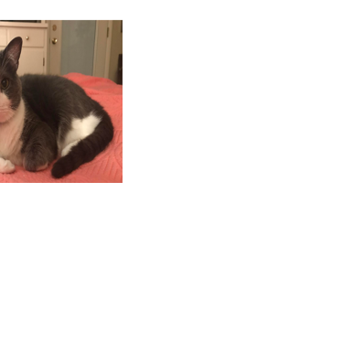 Lost Cat, Dark Grey and White Tuxedo Cat in Southern Pines UPDATE ...