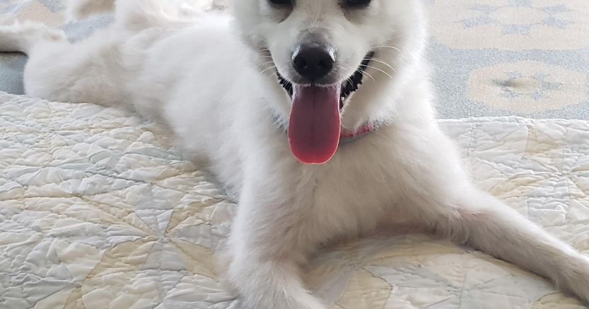 Found Dog, American Eskimo/White Spitz in Moncure (near Carthage ...