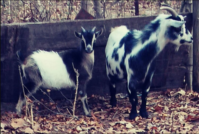 Lost Goats, Two Goats Lost in Bennett/Highfalls area | Pets | thepilot.com