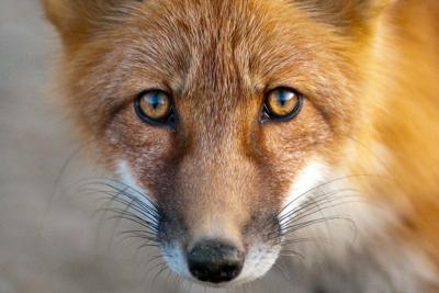 fox with rabies attack