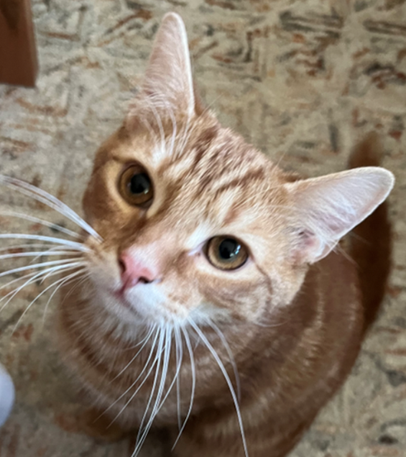 Lost Cat, Young Orange Tabby in Southern Pines UPDATE: FOUND | Pets ...
