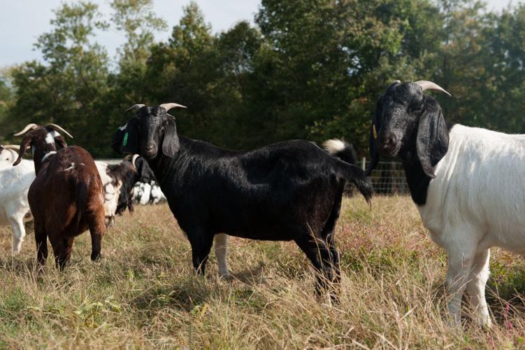 He’s Got Your Goat: Westmoore Farmer Puts His Stock in a Growing ...