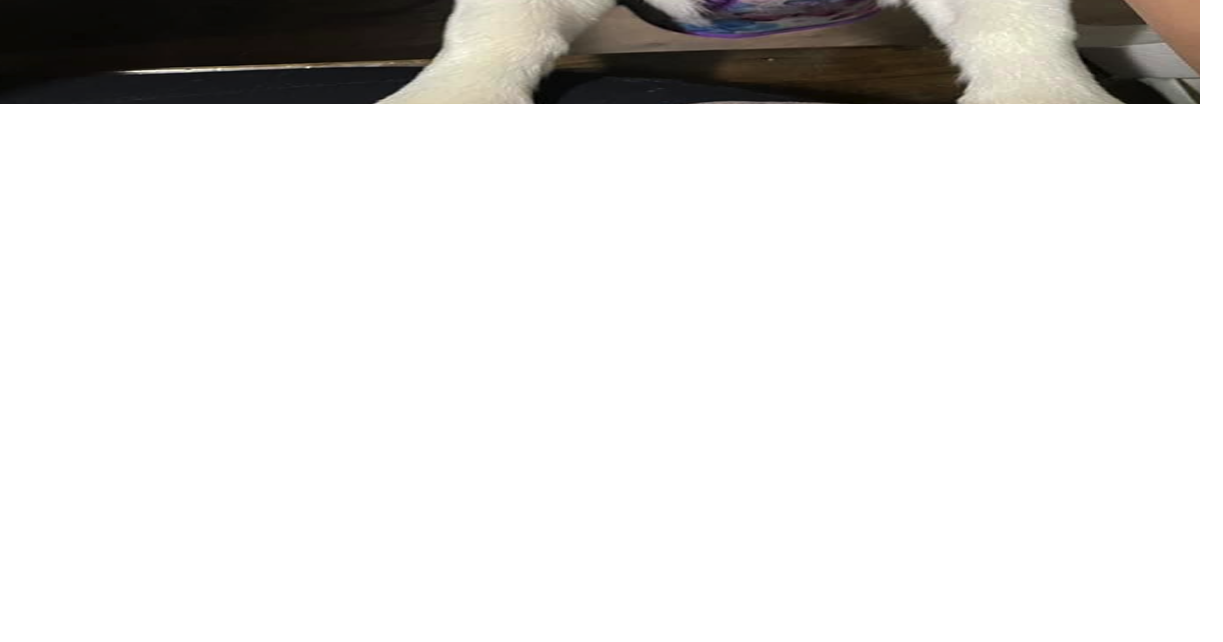 Lost Dog, Tricolor Corgi in Foxfire UPDATE: FOUND | Pets | thepilot.com