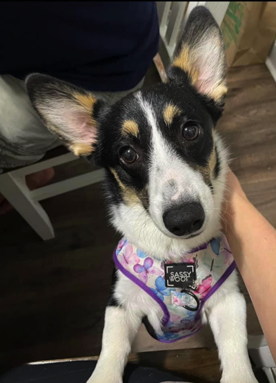 Lost Dog, Tricolor Corgi in Foxfire UPDATE: FOUND | Pets | thepilot.com