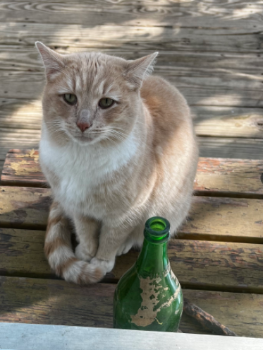 Found Cat, Buff Orange Tabby in Carthage | Pets | thepilot.com