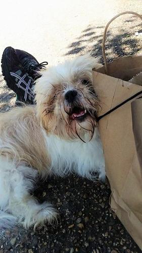 Lost Dog, Shih Tzu in Cameron near Hwy 24/87 | Pets | thepilot.com