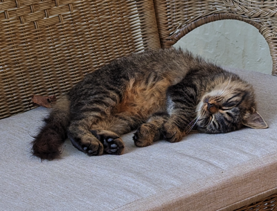 Lost Cat, Medium-Haired Brown/Gray Tabby in Southern Pines UPDATE: HOME ...
