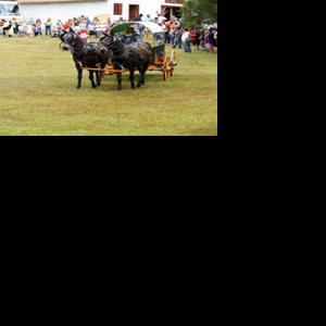 Aberdeen Considers Taking Over Malcolm Blue Farm | News | thepilot.com