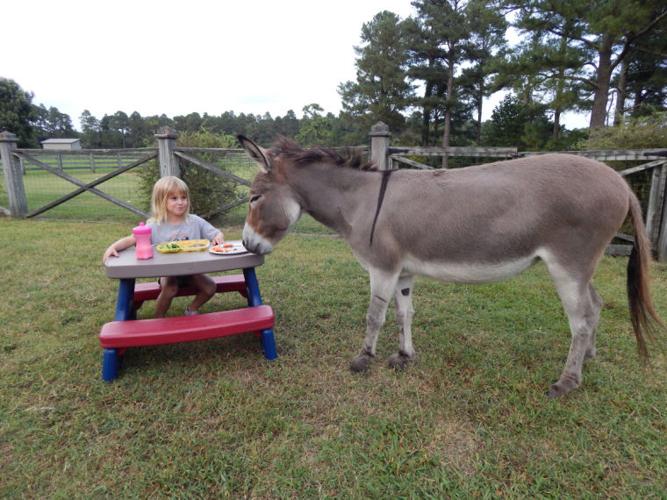 Minis are BIG in the Sandhills! | News | thepilot.com