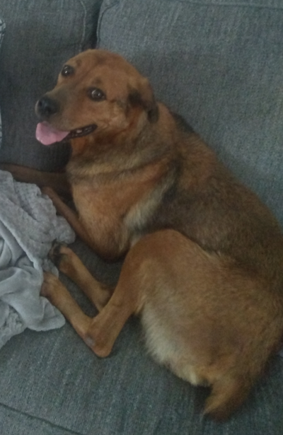 Found Dog, Rusty Brown Mixed Breed in Carthage | Pets | thepilot.com