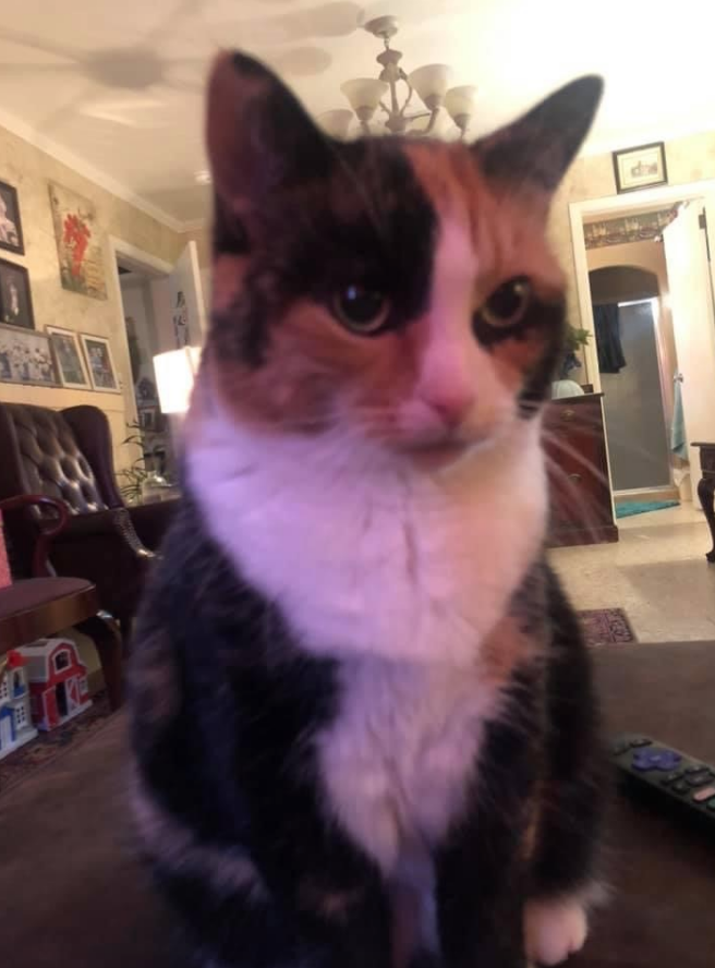 Lost Cat, Calico Cat in Carthage | Pets | thepilot.com