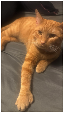 Found Cat, Orange Tabby in Southern Pines | Pets | thepilot.com