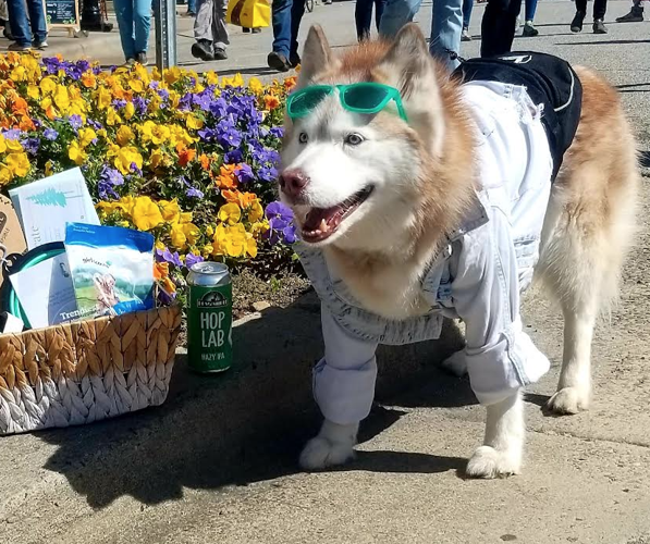 Sandhills Dog Fair Headed to Pinehurst | Features | thepilot.com