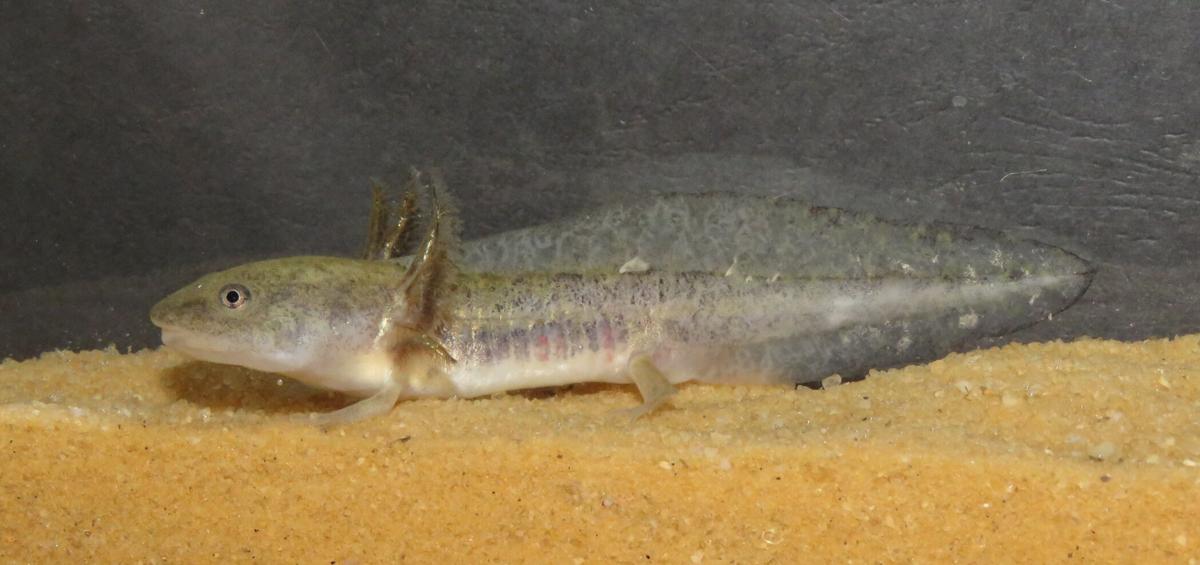 tiger salamander larvae
