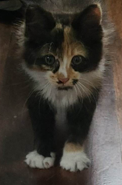 Found Cat, Calico Kitten in Aberdeen | Pets | thepilot.com