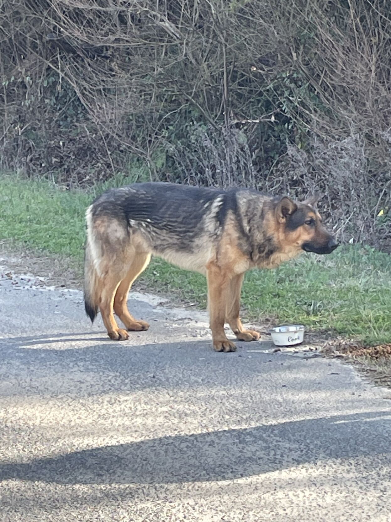 Found Dog, German Shepherd in Southern Pines | Pets | thepilot.com