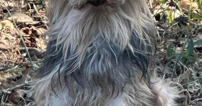 Lost Dog, Yorkshire Terrier in Lakeview UPDATE: FOUND | Pets | thepilot.com