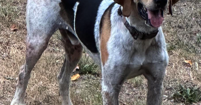 Found Dog, Tricolor Hound in Candor | Pets | thepilot.com