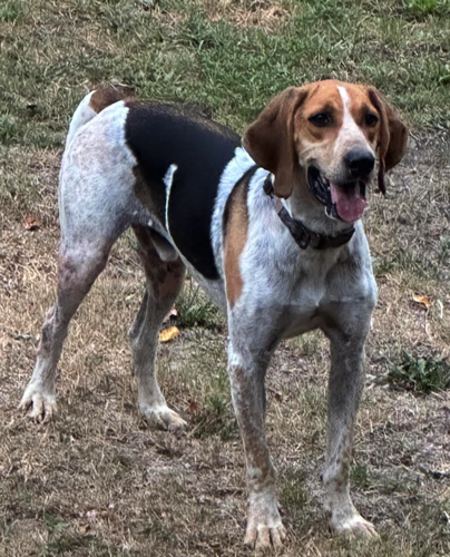 Found Dog, Tricolor Hound in Candor | Pets | thepilot.com