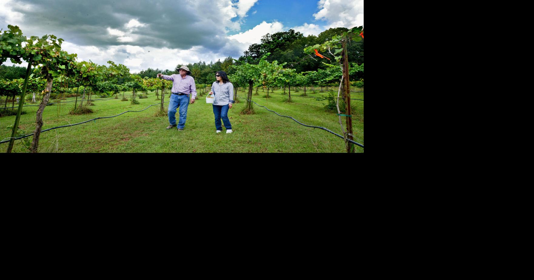 Grape Season Begins | News | thepilot.com