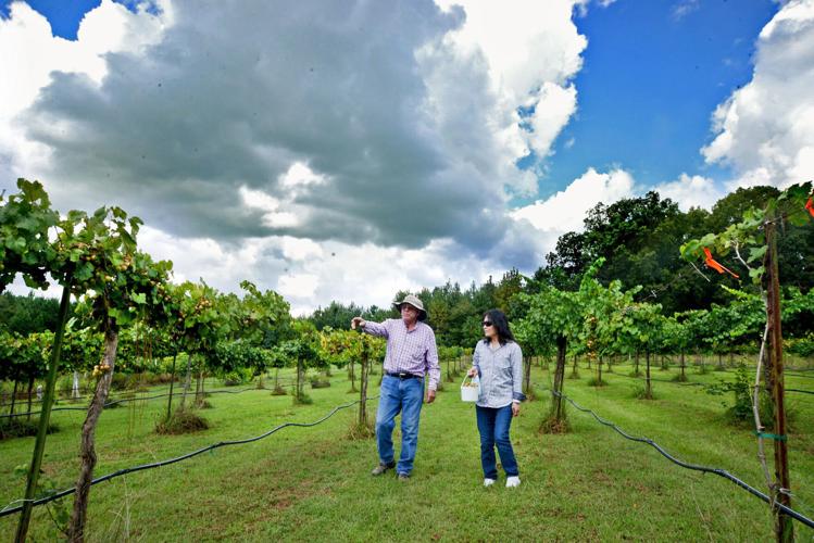 Grape Season Begins | News | thepilot.com