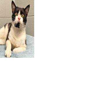 Pet of the Week: Shamoo | Features | thepilot.com