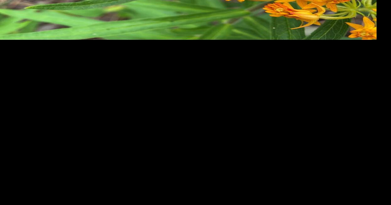 Welcome Butterflies to Your Garden with Native Plants | Features ...