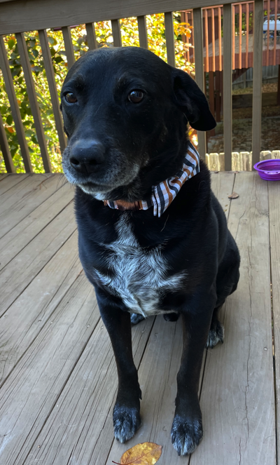 Lost Dog, Black Lab Mix in Downtown Southern Pines UPDATE: FOUND | Pets ...