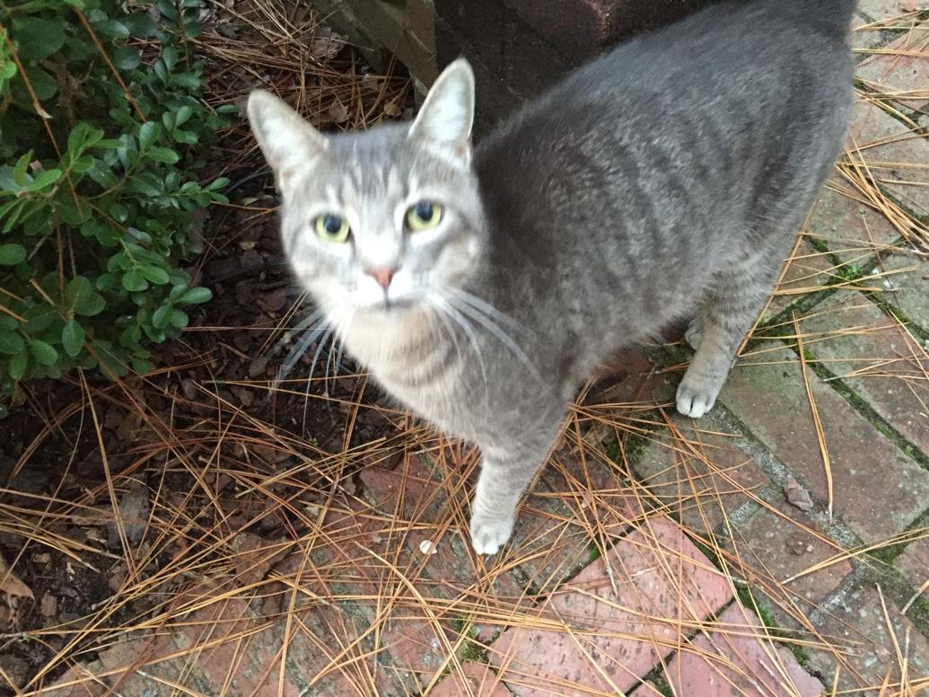 Found Pet: Grey Tabby Cat in Southern Pines | Pets | thepilot.com
