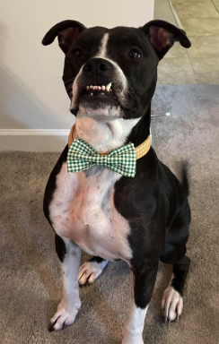 Lost Dog, Black and White Boxer in Southern Pines UPDATE: FOUND | Pets ...