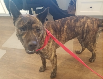 Found Dog, Brindle Lab Mix near Pinebluff | Pets | thepilot.com