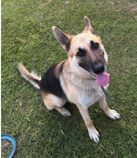 Found Dog, German Shepherd in Vass | Pets | thepilot.com