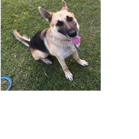 Found Dog, German Shepherd in Vass | Pets | thepilot.com