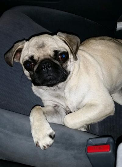 Lost Pet: Female Fawn Pug on Lake Diamond Road | Pets | thepilot.com