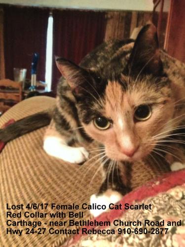Lost Cat, Calico Cat in Carthage UPDATE: FOUND | Pets | thepilot.com