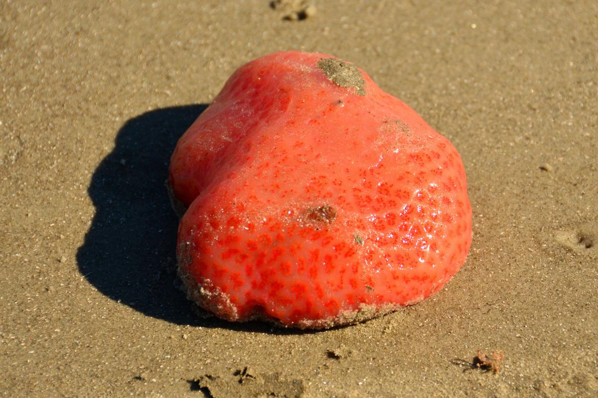 Ask the Aquarium: What Is ‘Sea Pork?’ | Features | thepilot.com