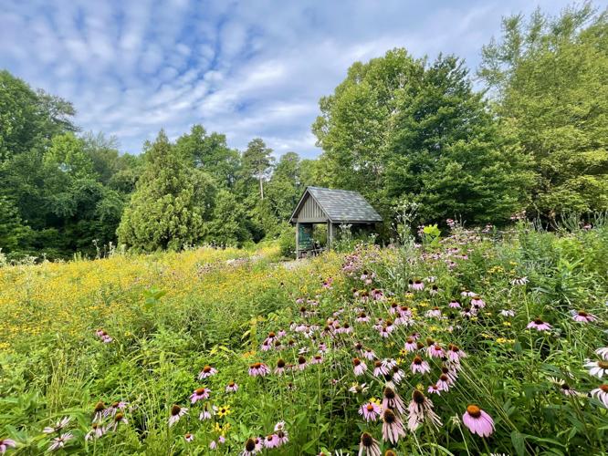 ‘Bee’ Focused on Native Bees | Features | thepilot.com