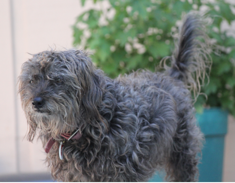 Lost Dogs, Gray Poodle Mix and Beagle in Whispering Pines | Pets ...