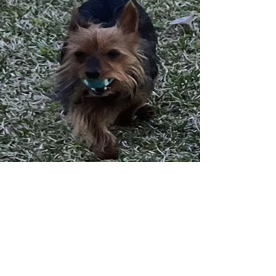 Lost Dog, Yorkshire Terrier in West End | Pets | thepilot.com