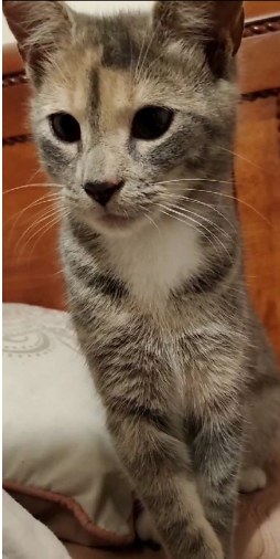 LOST Cat, Light Gray Calico Cat in Southern (UPDATE: STILL LOST AS OF ...