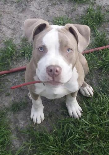 Lost Dog, Gray/White Amstaff Mix Near West End UPDATE: FOUND | Pets ...