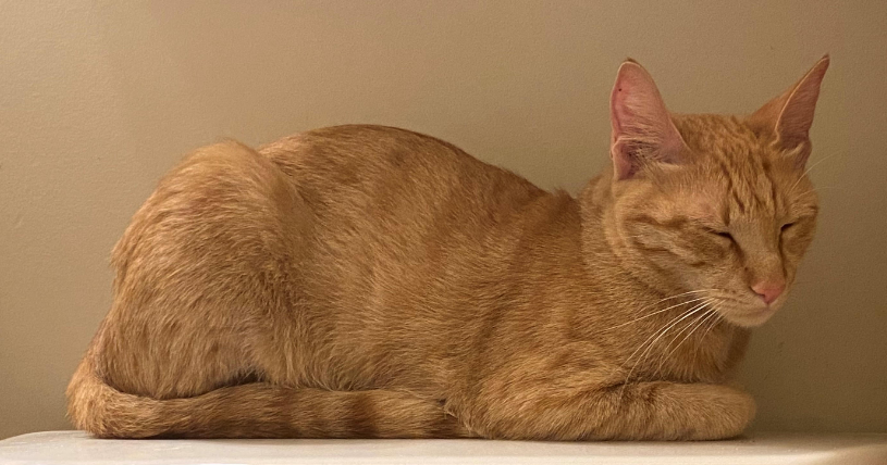Found Cat, Orange Tabby in Whispering PInes UPDATE: OWNER LOCATED ...