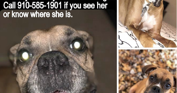 Lost Dog, Brown Boxer in Taylortown UPDATE: FOUND | Pets | thepilot.com