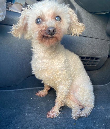 Found Dog, Older White Poodle in Vass UPDATE: HOME | Pets | thepilot.com