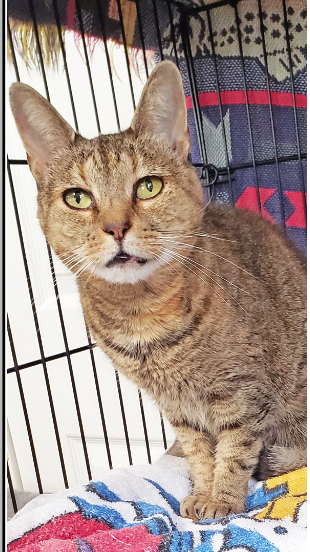 Pet of the Week: Miss Kitty Kitty | Features | thepilot.com