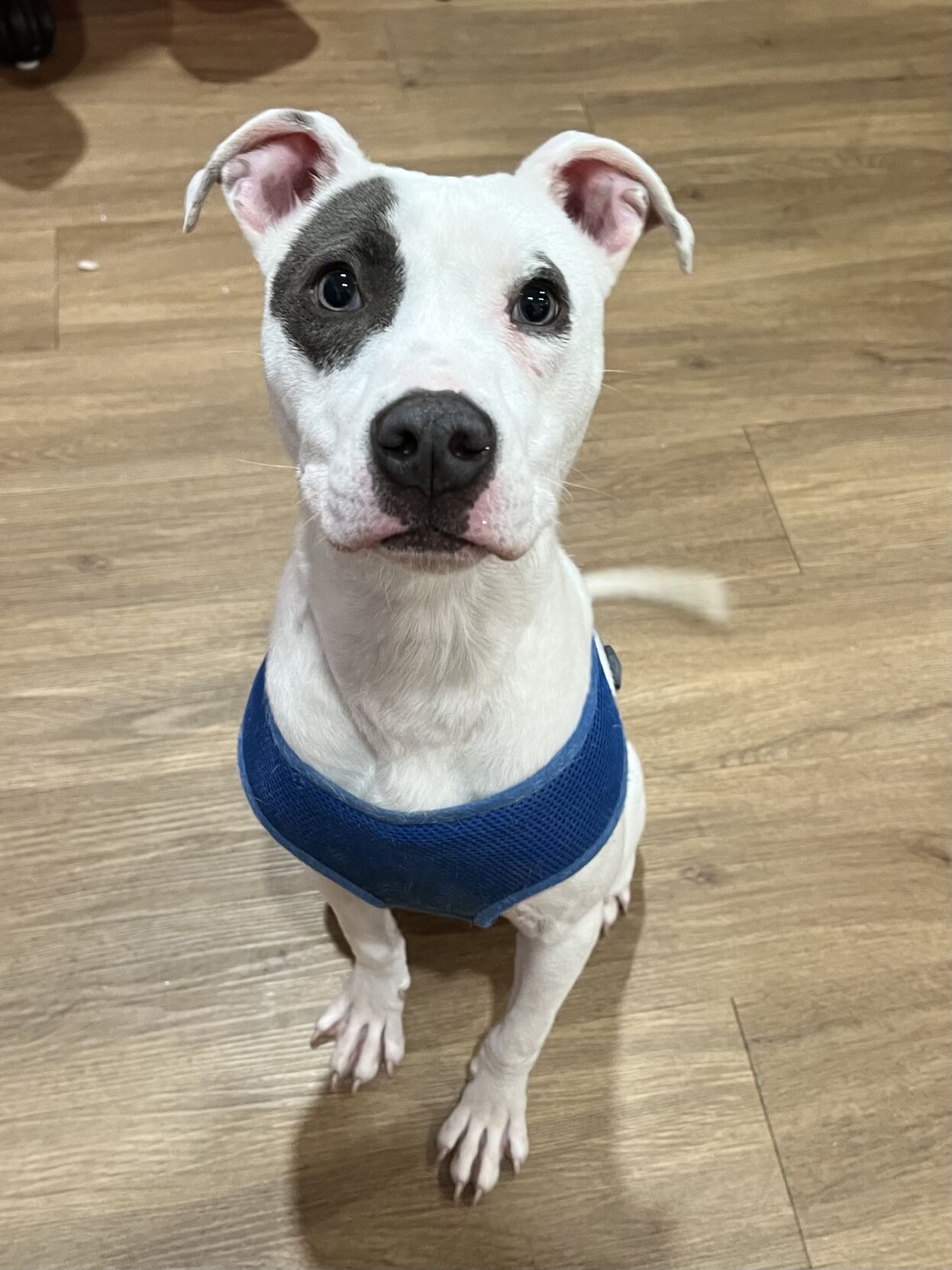Pet of the Week: Phantom | Features | thepilot.com