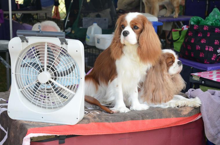 Photos: Kennel Club Show in Pinehurst | Gallery | thepilot.com